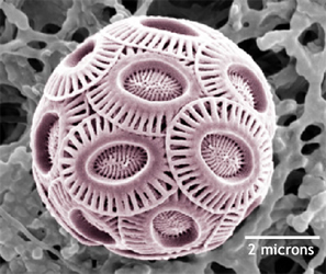 Coccolithophorida Emiliania huxleyi. Quelle httpearthguide.ucsd.edu ...